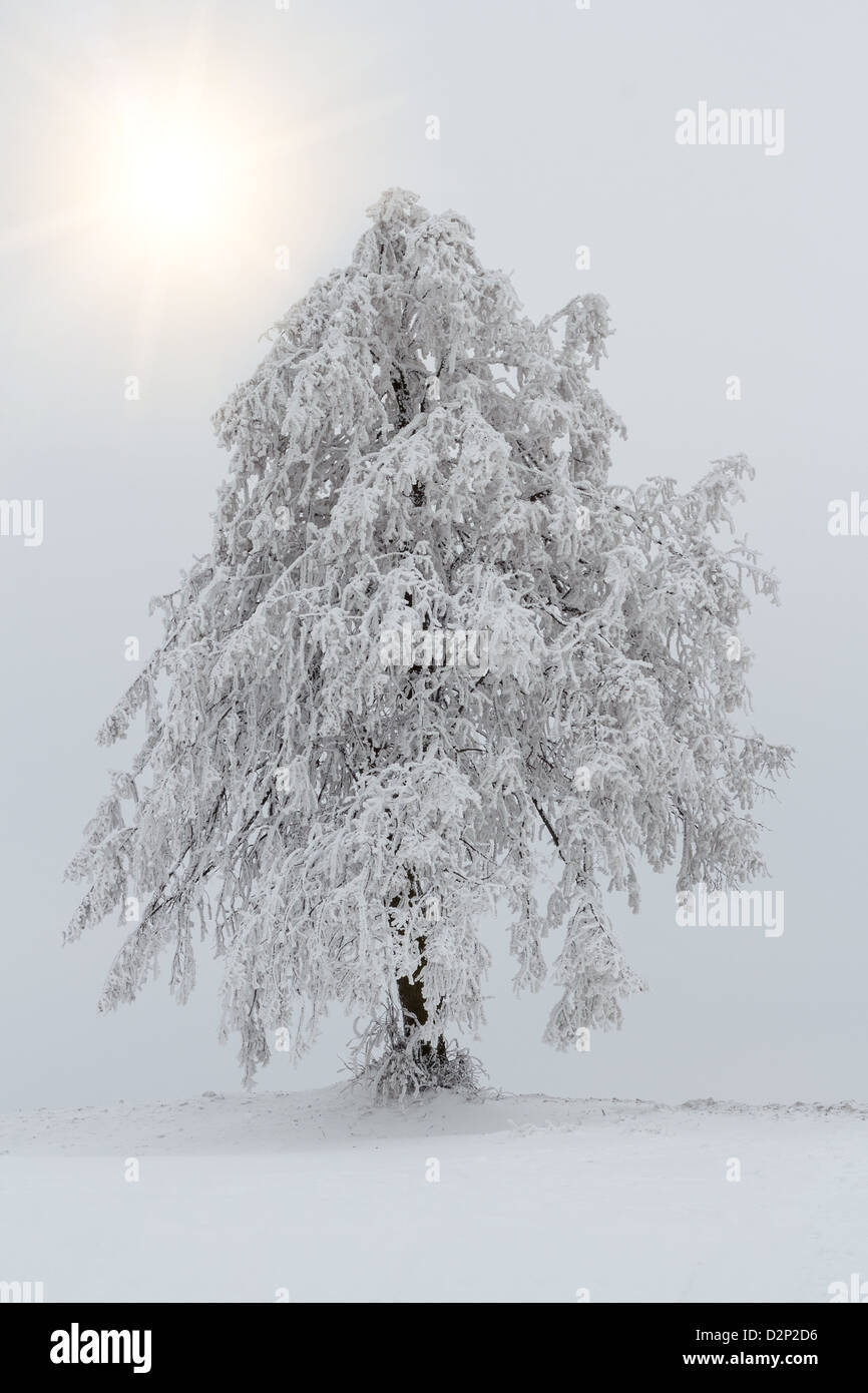 Nice winter landscape with trees snow and sun Stock Photo - Alamy