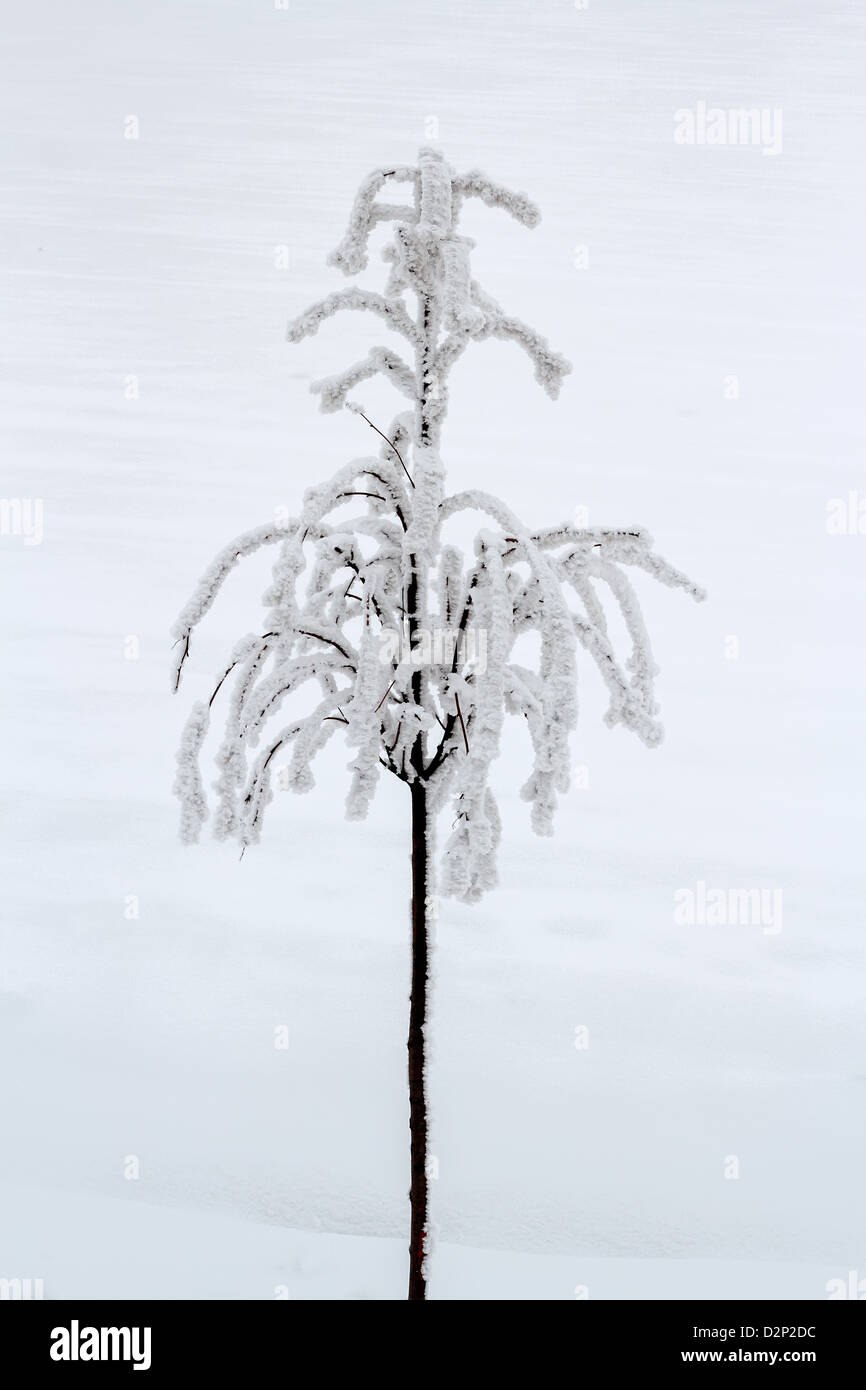 small trees with snow on white background Stock Photo - Alamy