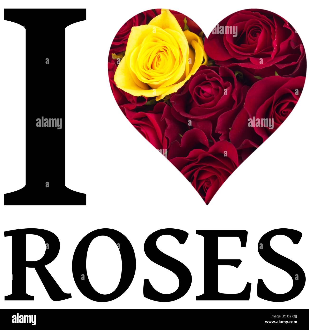 Rose centenary Cut Out Stock Images & Pictures - Alamy