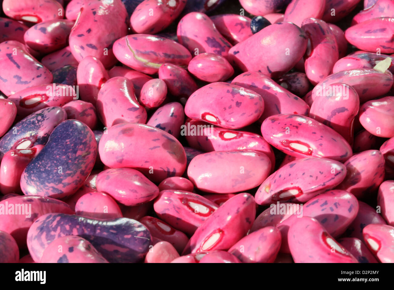 A pile of large pink and purple kidney seeds for next year's garden ...