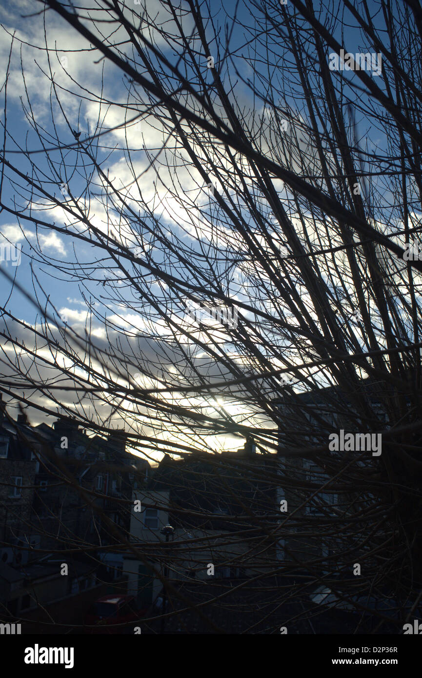 Sky scenery through the tree branch Stock Photo - Alamy