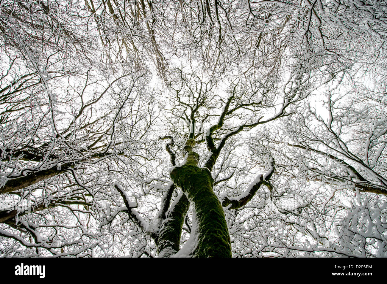 Forest somerset uk hi-res stock photography and images - Alamy