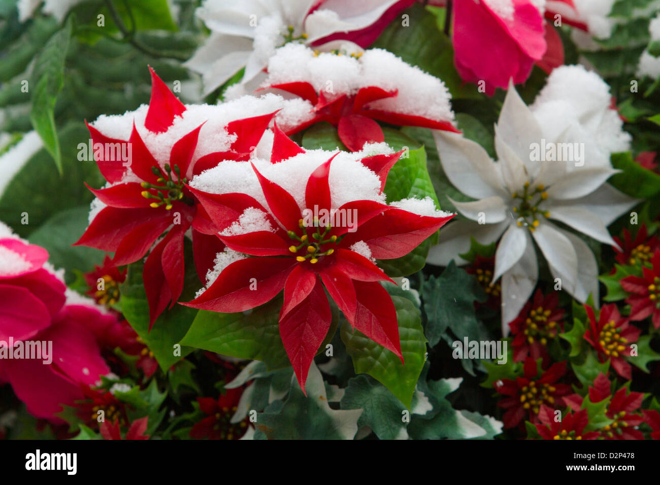 Flowers covered in snow Stock Photo - Alamy
