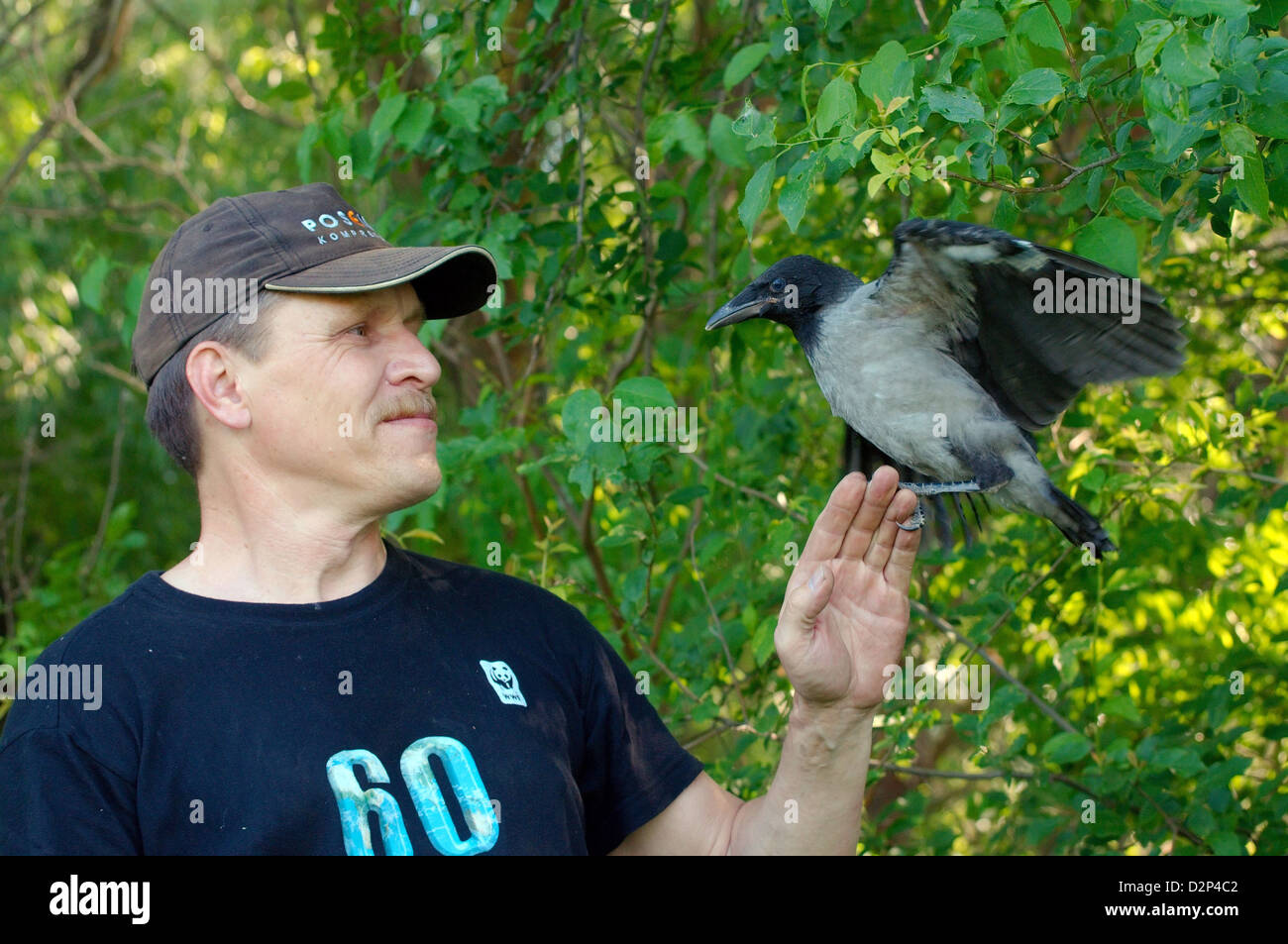 Baby hooded crow hi-res stock photography and images - Alamy