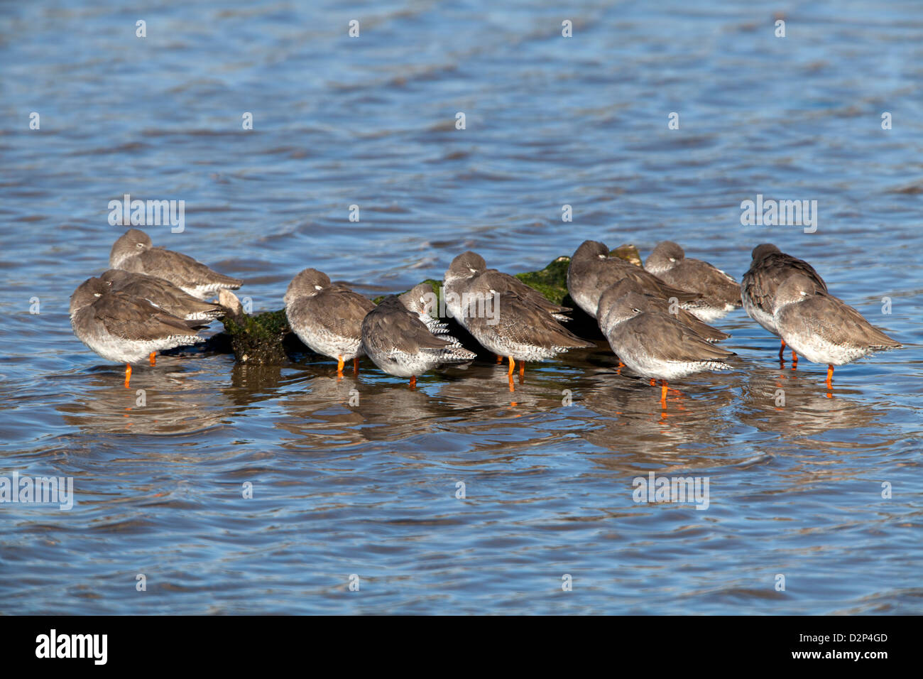 Common Redshank Tringa totanus adult non-breeding plumage flock ...