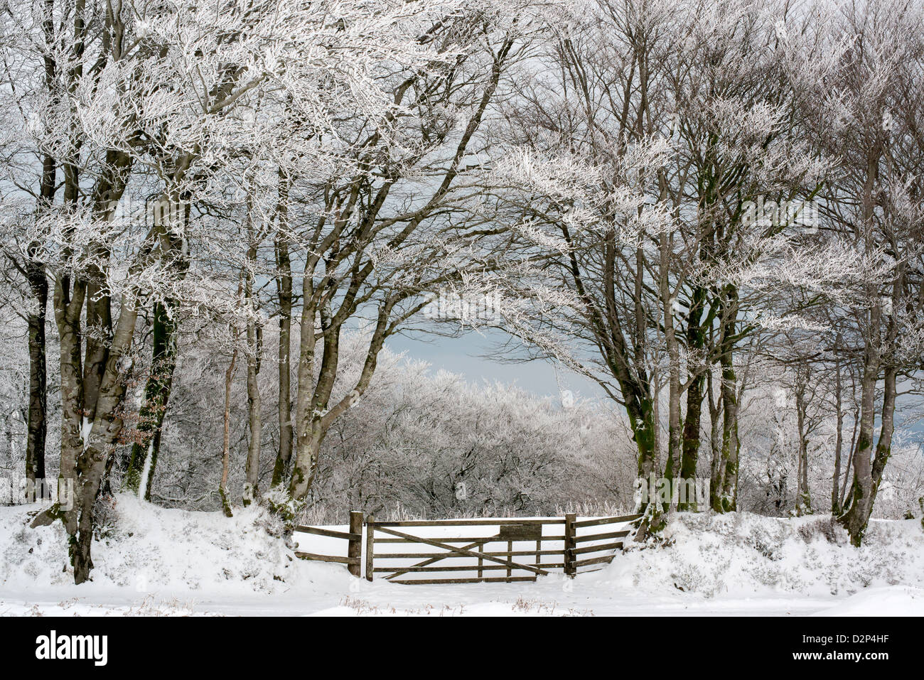 snow lined trees and a gate in winter on Exmoor Stock Photo - Alamy