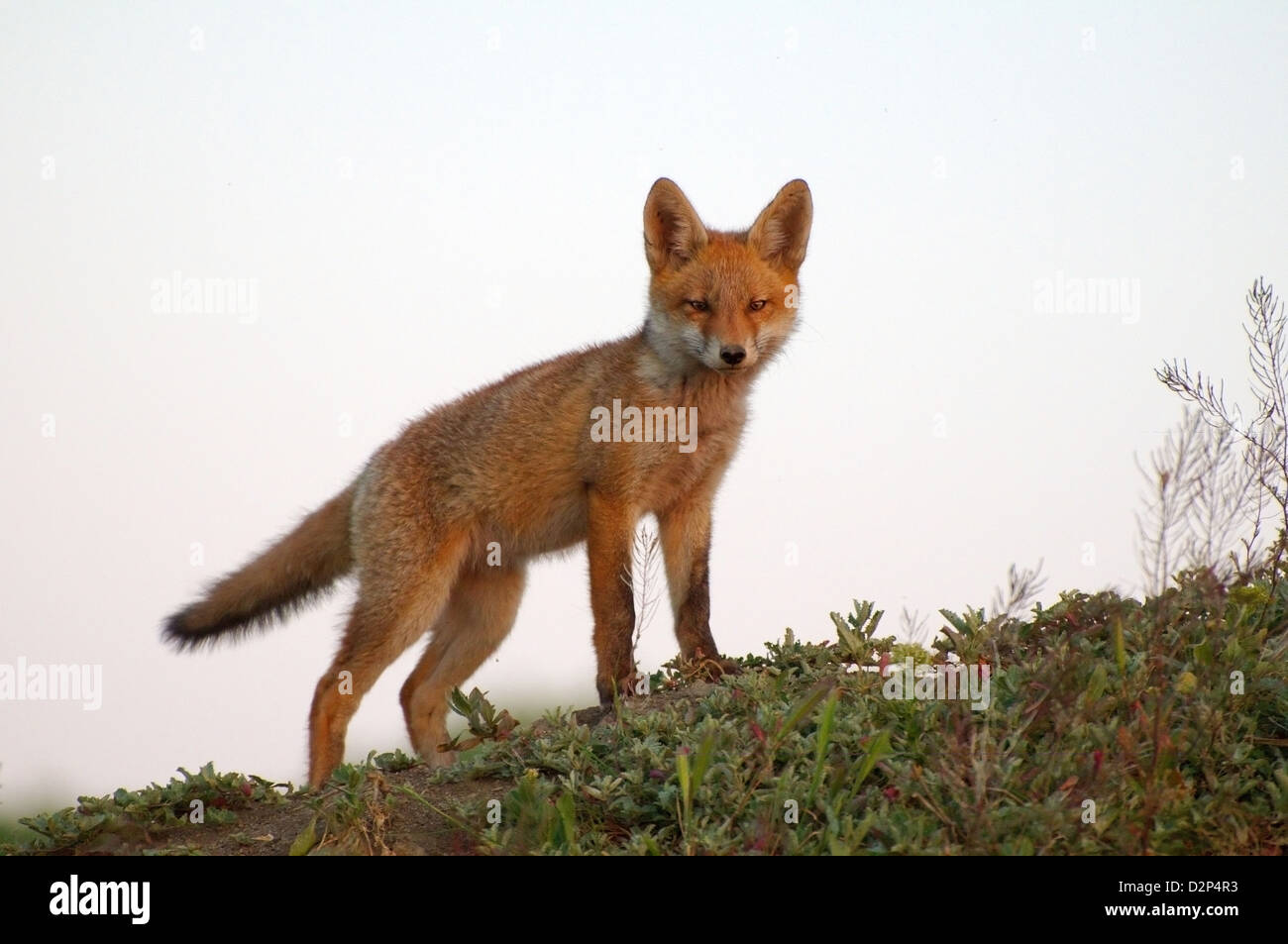 Nile Fox High Resolution Stock Photography and Images - Alamy