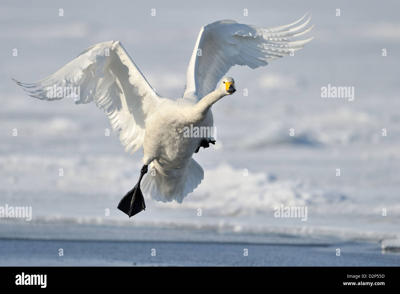 The clumsy swan hi-res stock photography and images - Alamy