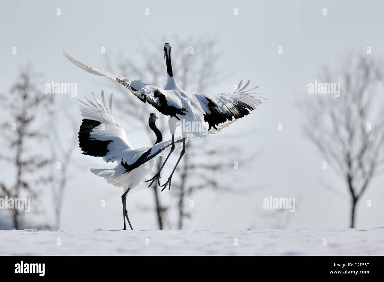 Crowned cranes in tree hi-res stock photography and images - Alamy
