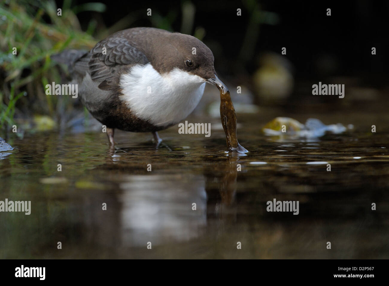 Dipper water bird hi-res stock photography and images - Alamy