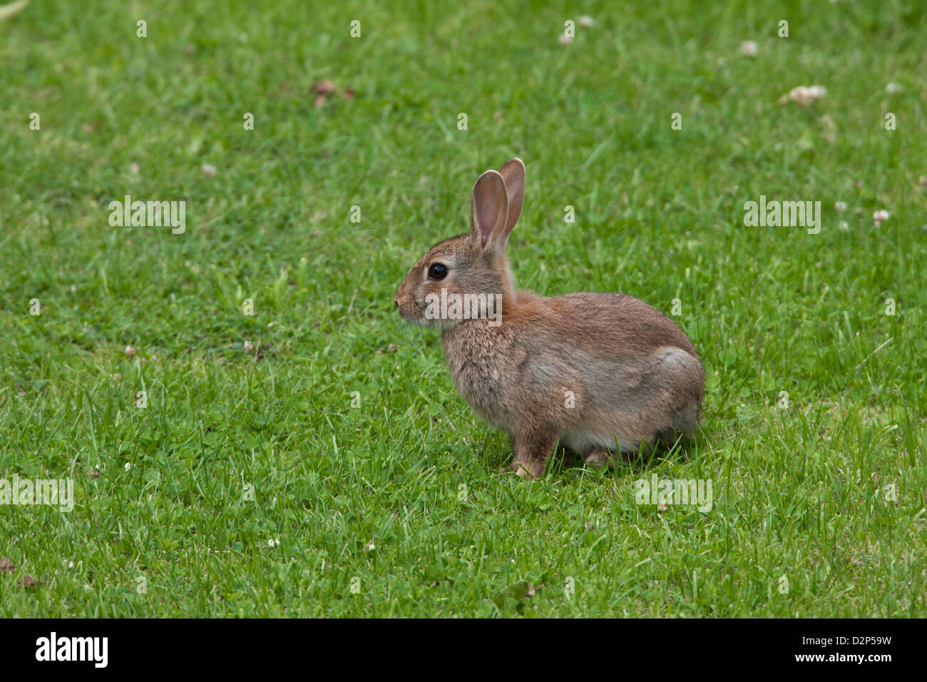 Rabbit Oryctalagus cuniculus immature on grass field with ears erect ...
