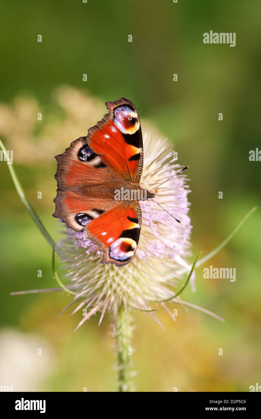 Peacock Inachis io adult butterfly feeding on Devil'sbit Scabious ...