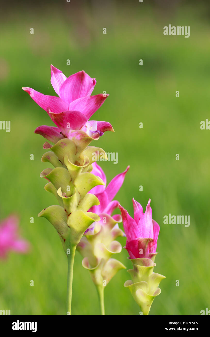 Wild siam tulips blooming in the jungle in Chaiyaphum province ...