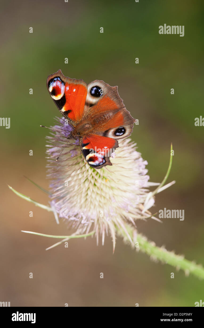 Peacock Inachis io adult butterfly feeding on Devil'sbit Scabious ...