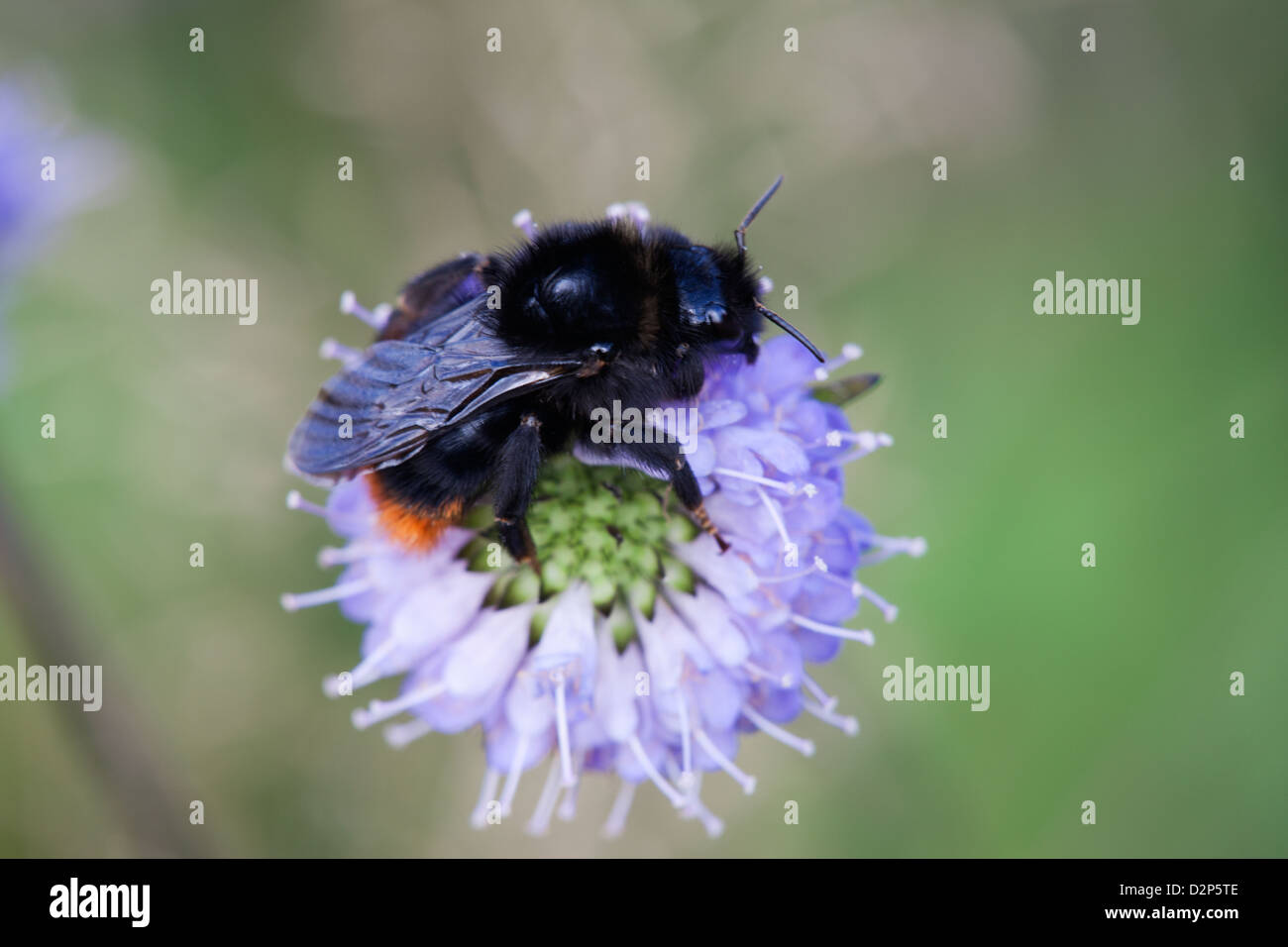 Red tailed bumble bee hi-res stock photography and images - Alamy