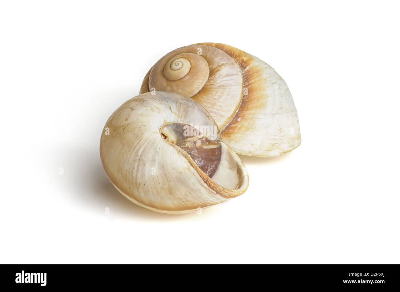 Spiral snail shells hi-res stock photography and images - Alamy