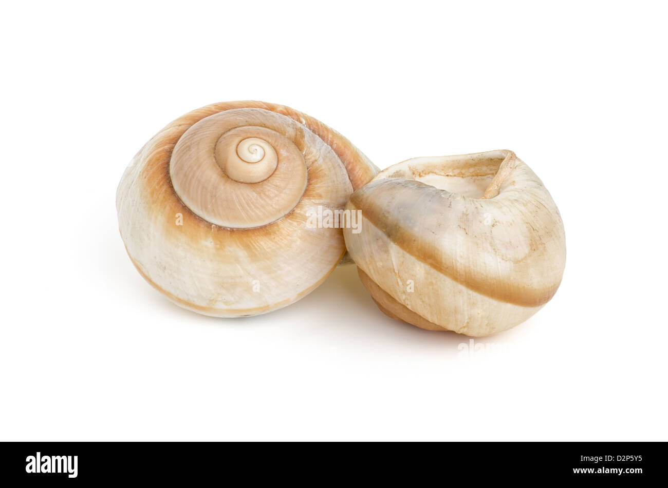 two brown sea snail shells Stock Photo - Alamy