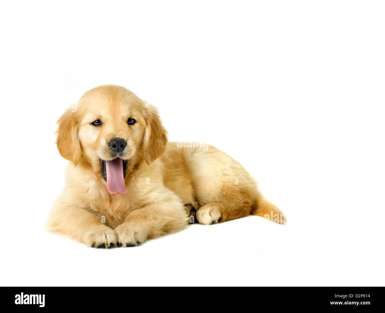 Golden Retriever Puppy Stock Photo - Alamy
