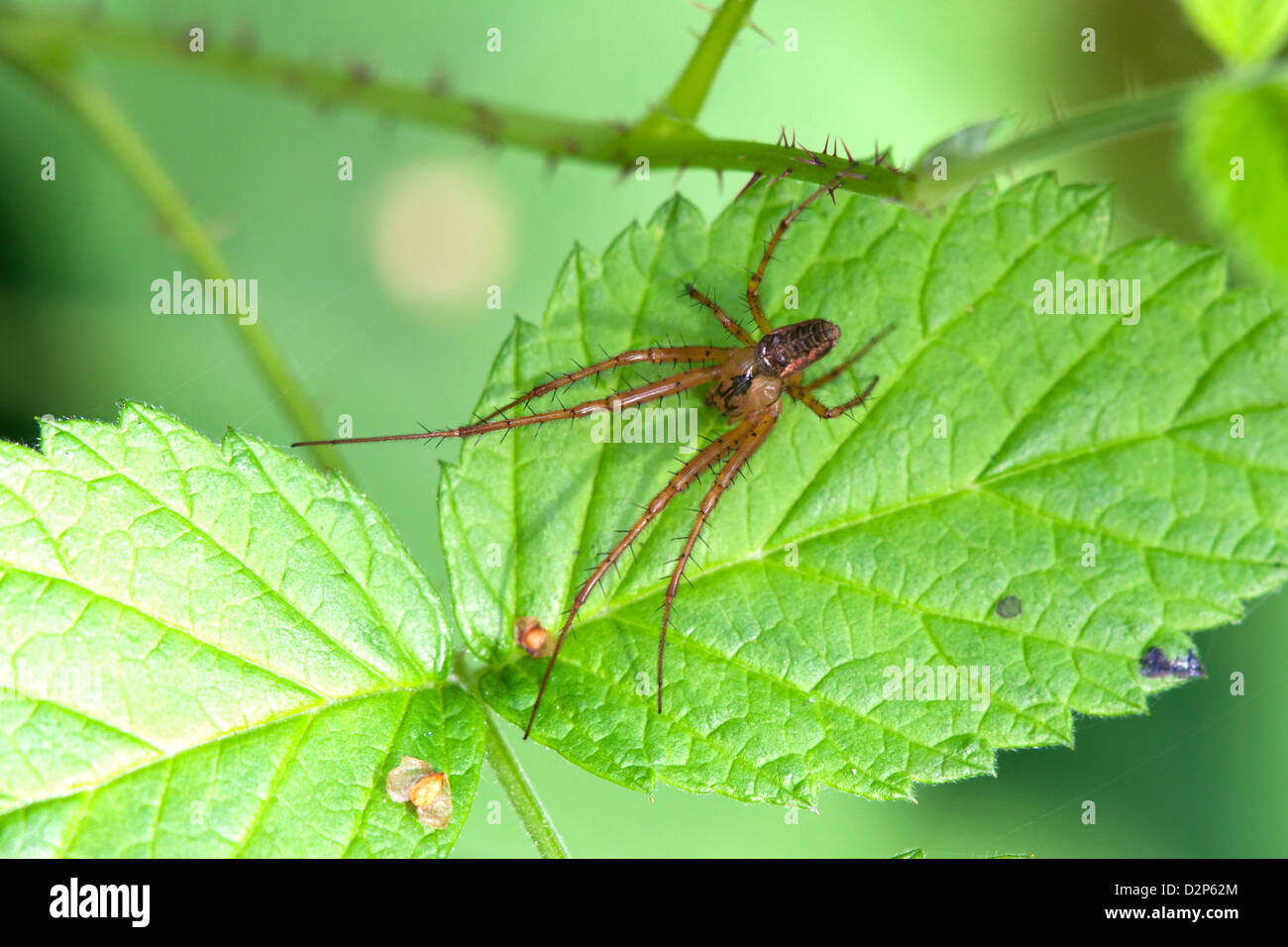 Large-jawed Orb Web Spider Tetragnatha species at rest on a plant leaf ...