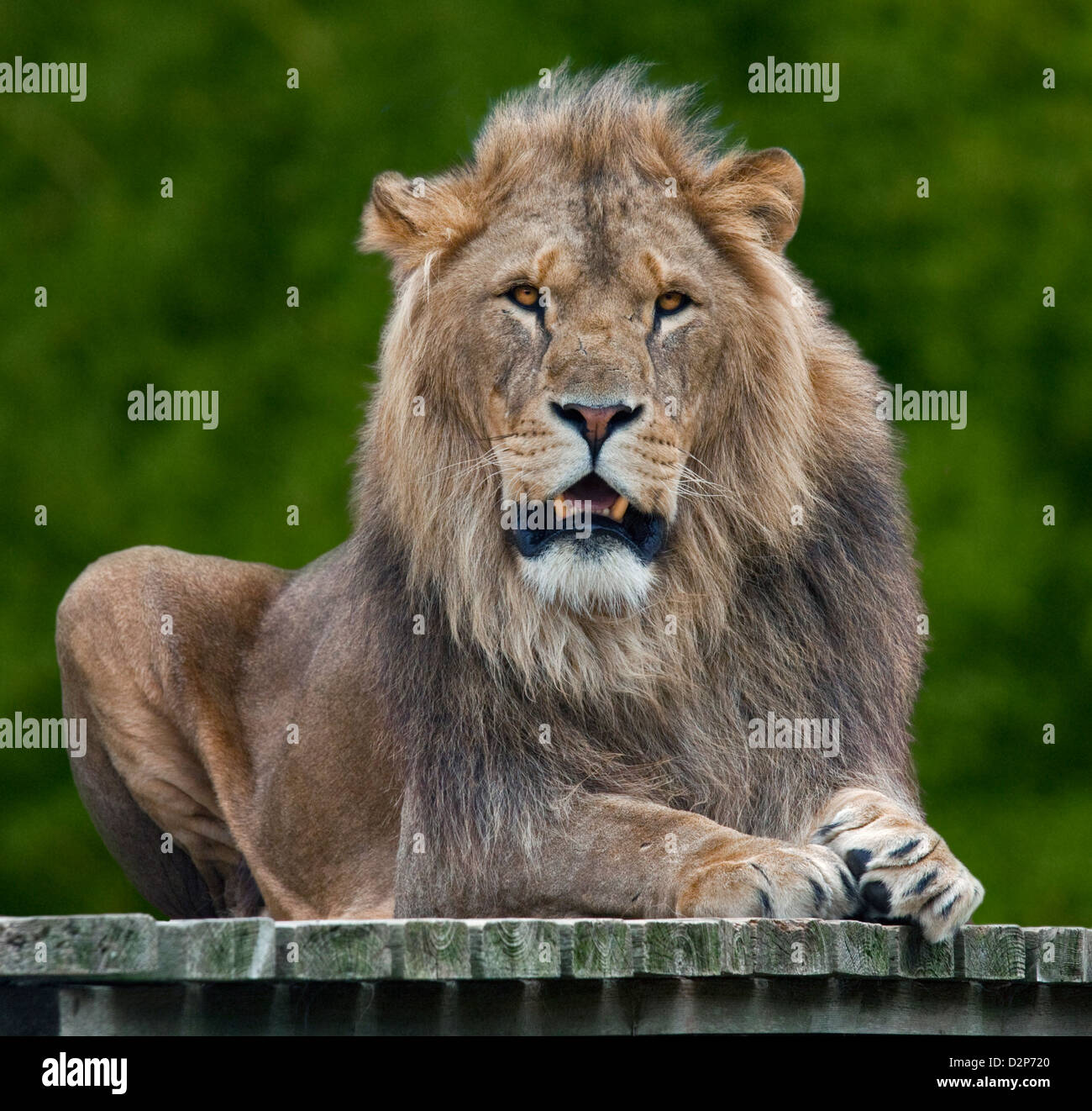 Male Lion (panthera leo Stock Photo - Alamy
