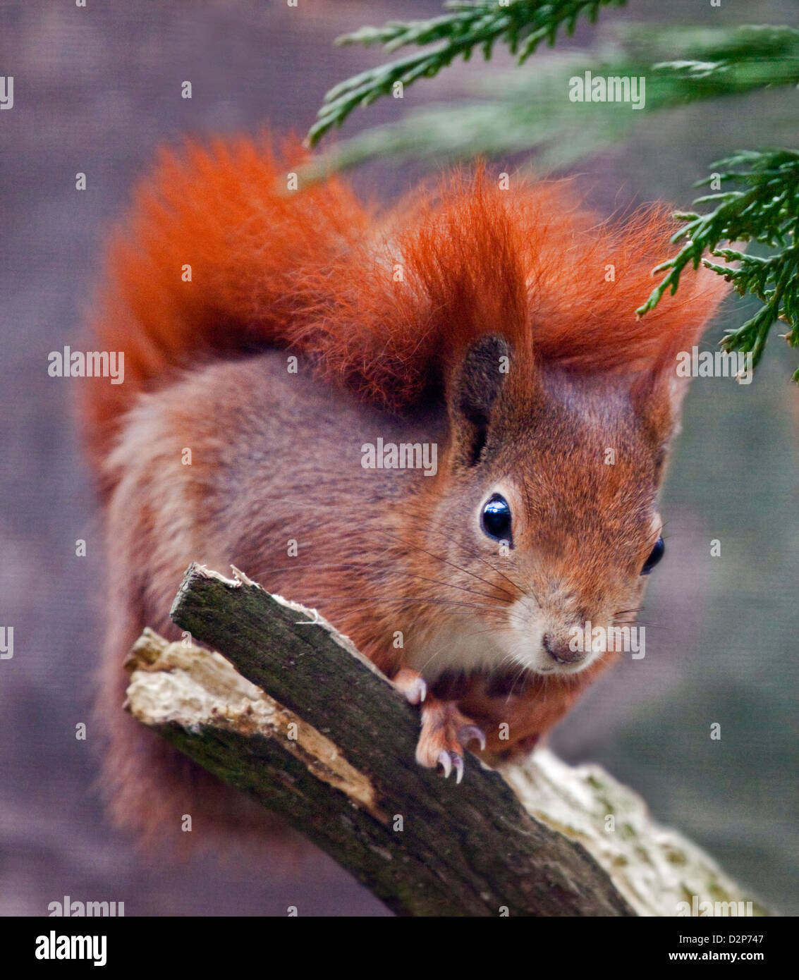 Red squirrels uk hi-res stock photography and images - Alamy