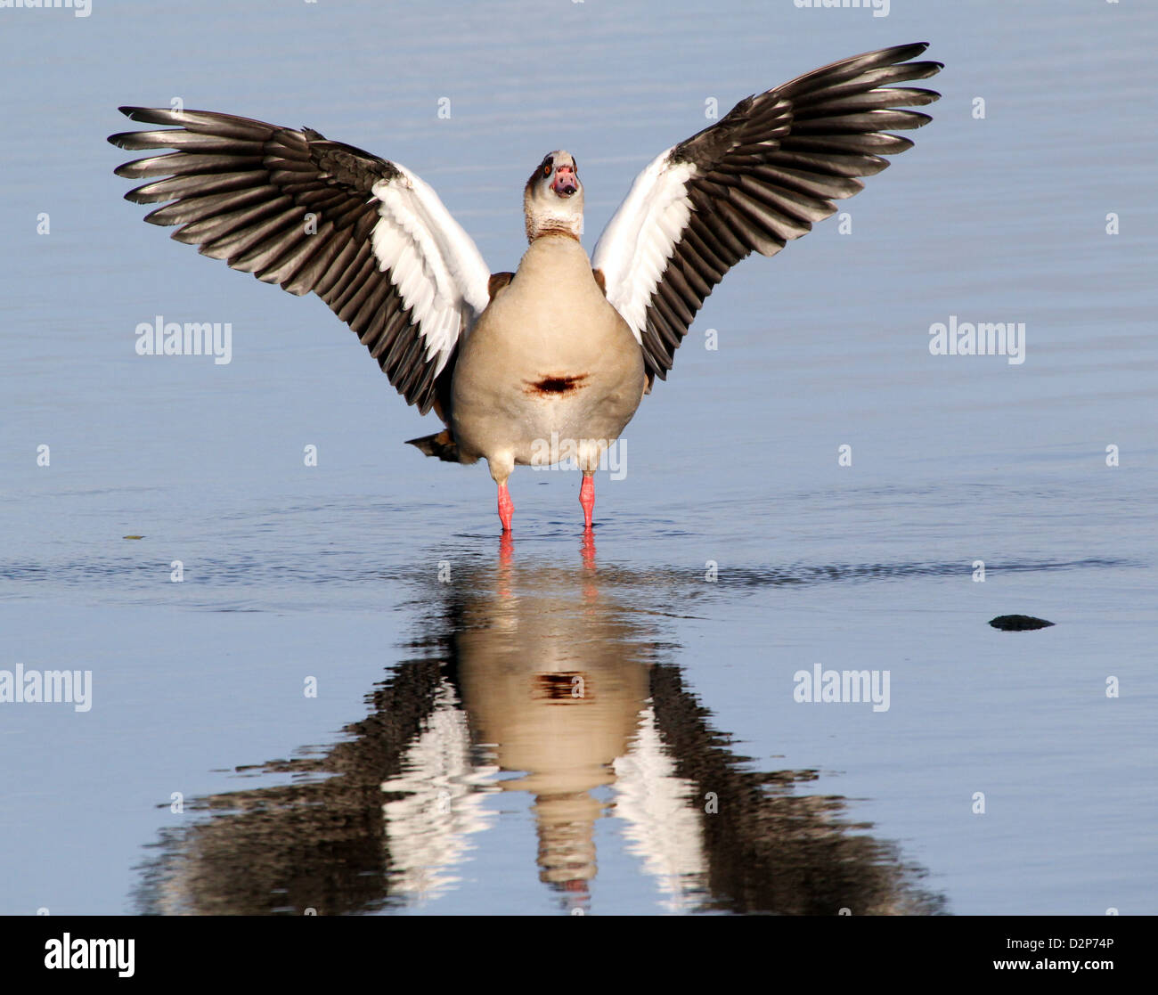 Egyptian Goose (Alopochen aegyptiaca) flapping its wings and cleaning ...