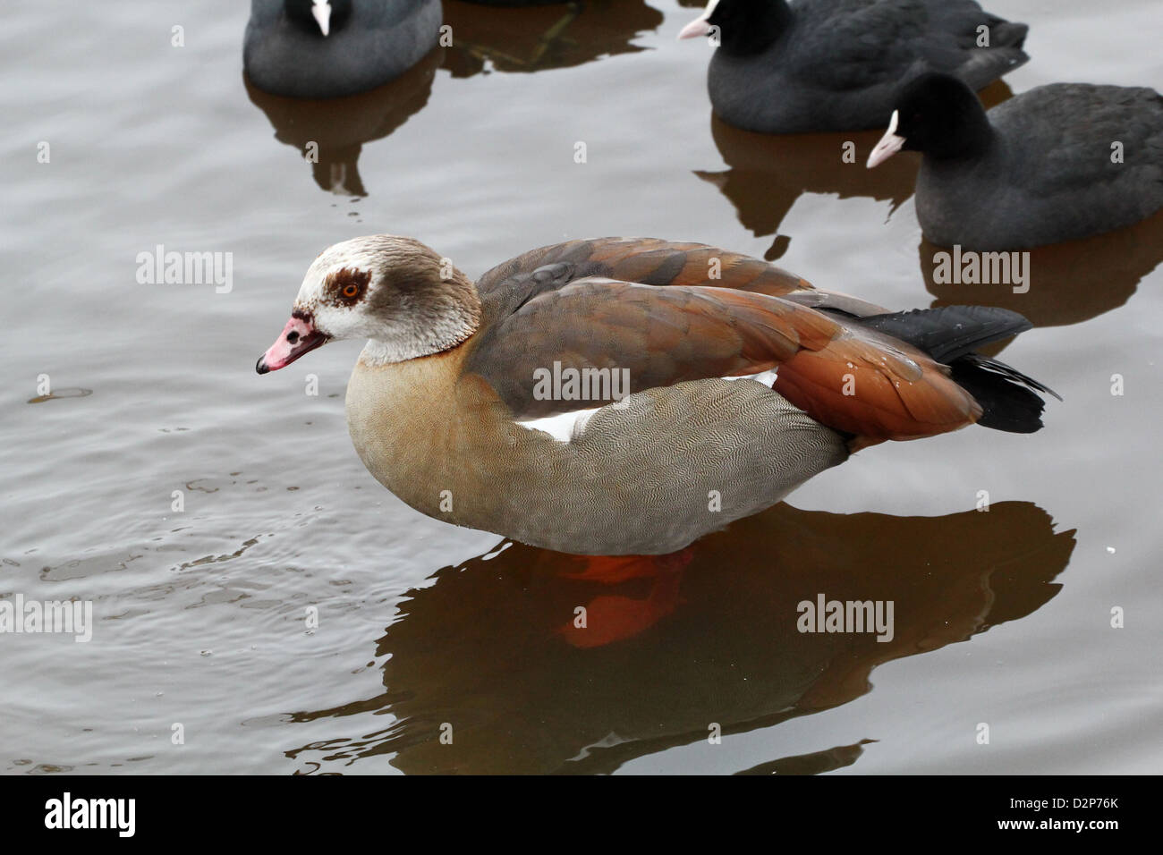 Egyptian Goose (Alopochen aegyptiaca) in shallow water, surrounded by ...