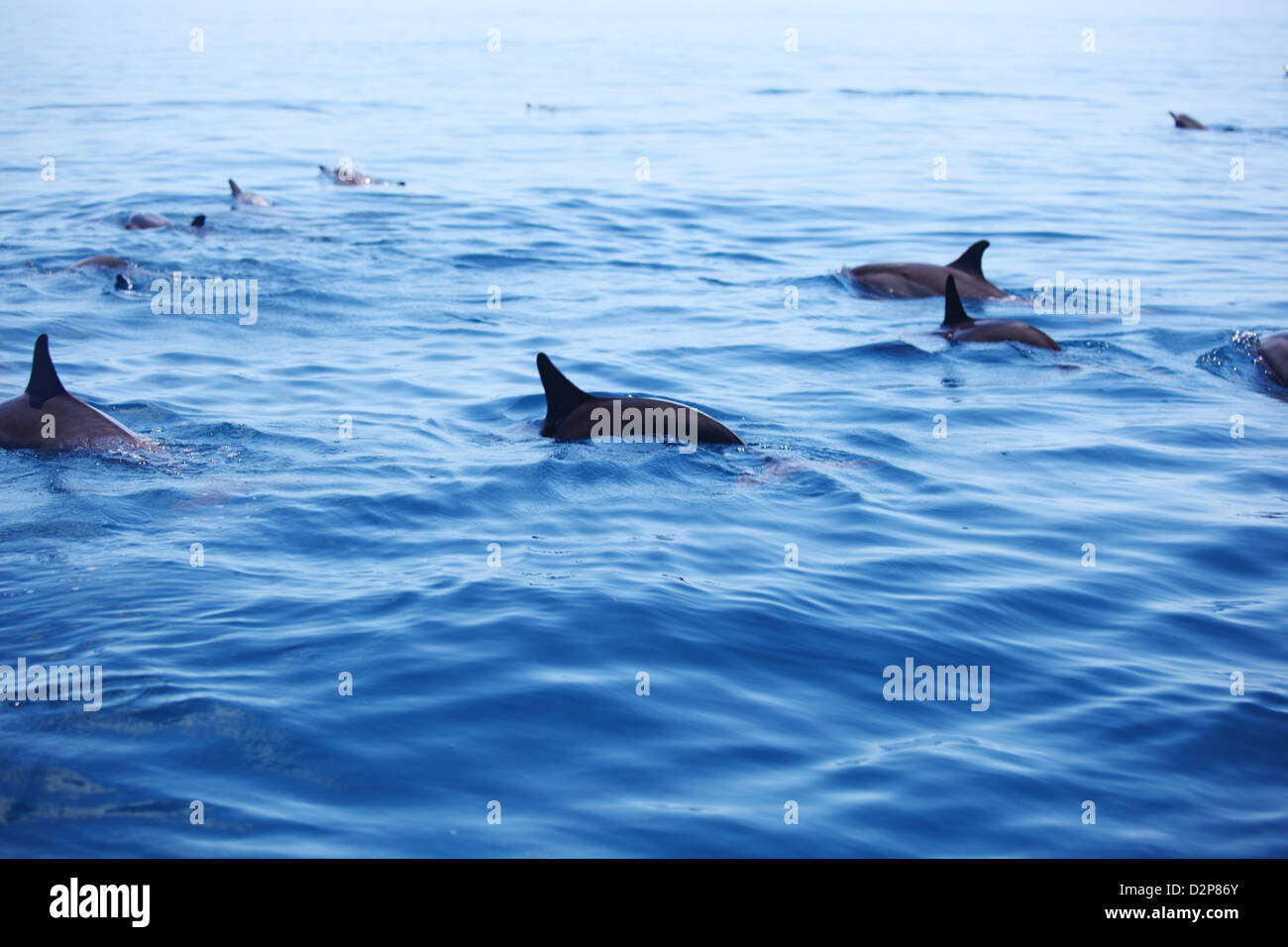 dolphins in blue ocean waves Stock Photo - Alamy
