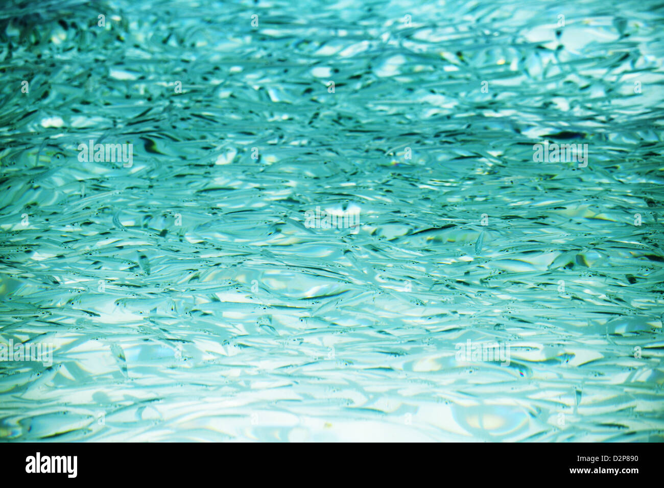 many small fish in the clear water of the ocean Stock Photo - Alamy