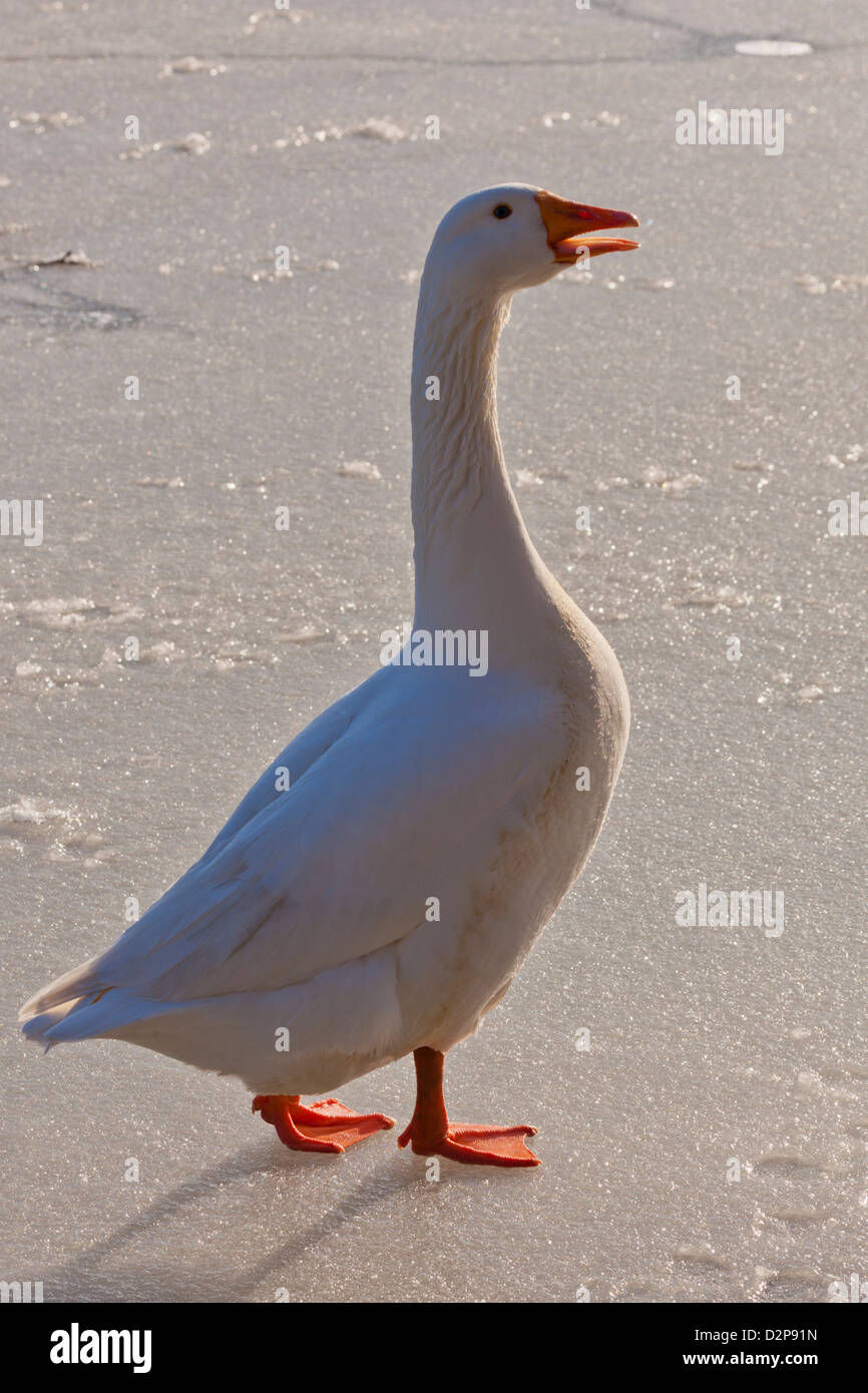 The Embden Goose Stock Photo - Alamy