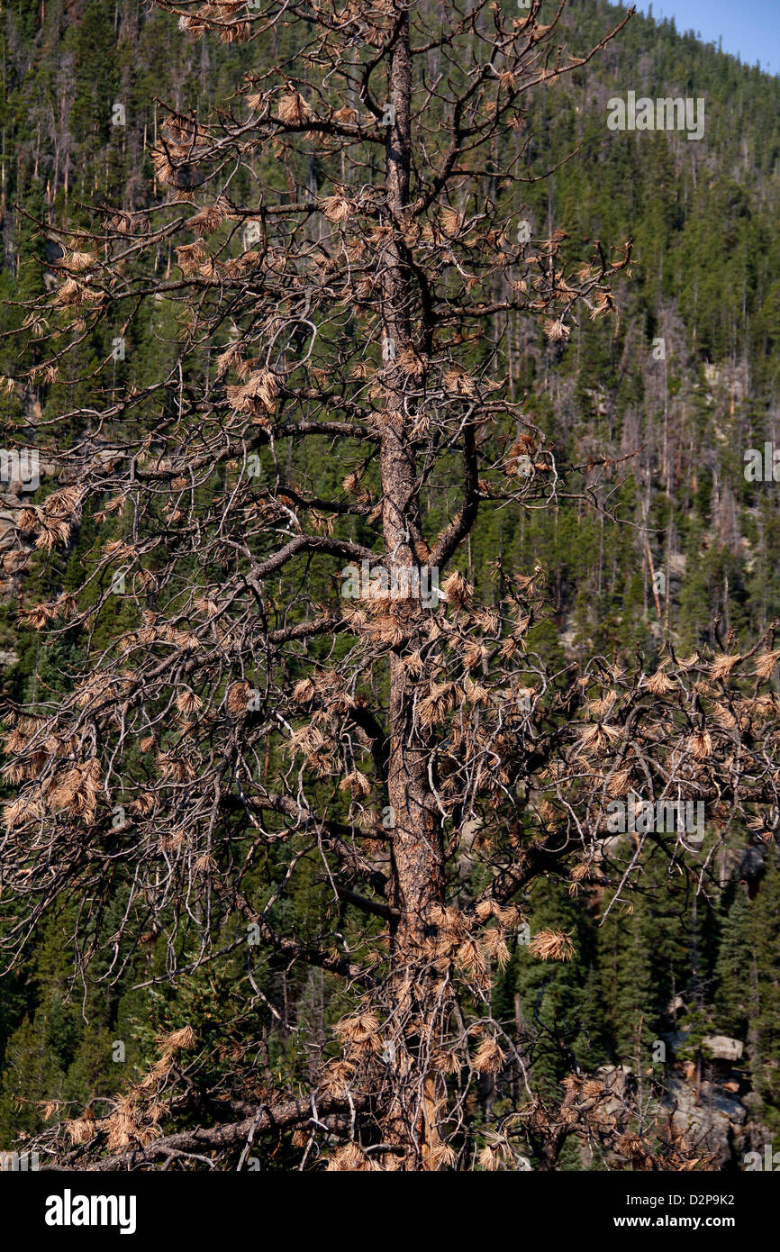 Dead pine trees from Pine Beetle Epidemic Rocky Mountain National Park ...