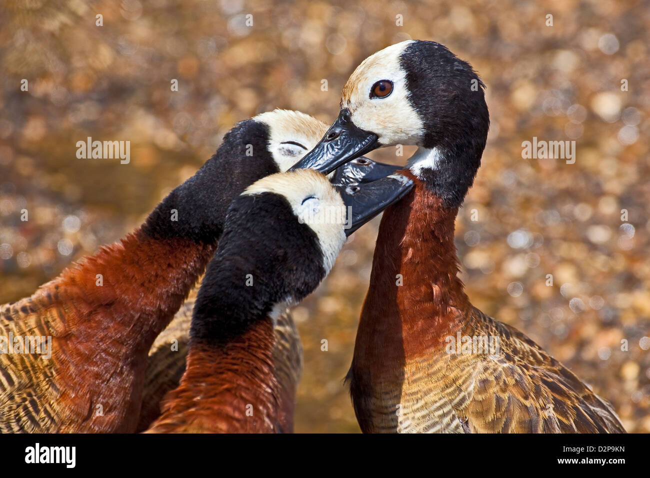 White-faced Whistling-ducks preening together Stock Photo - Alamy