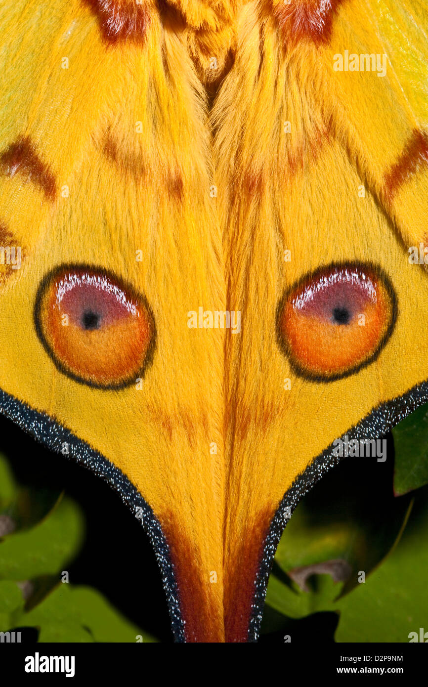 Male Madagascan Moon Moth, displaying 'eyes' on wings Stock Photo - Alamy