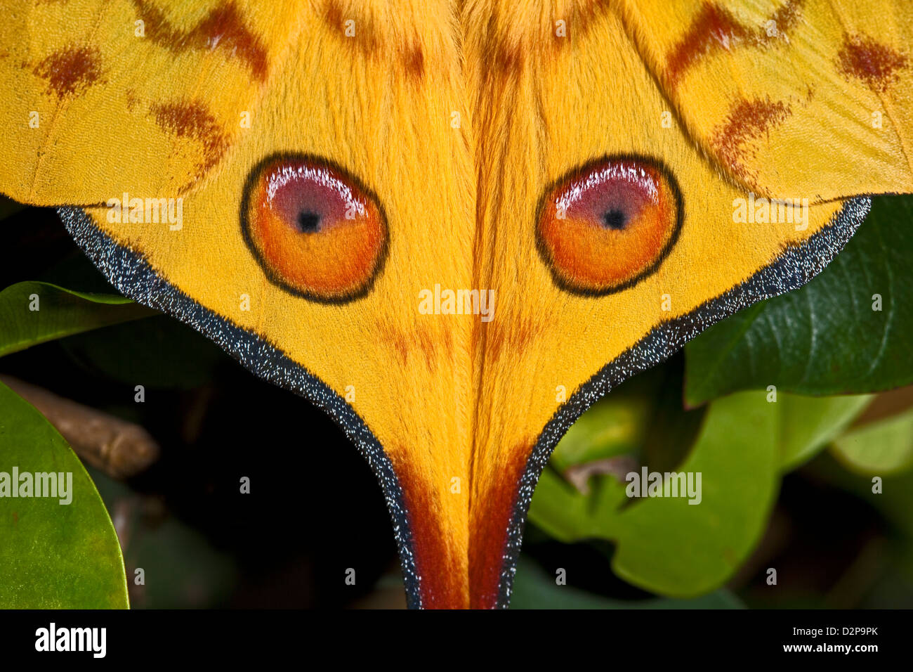 Male Madagascan Moon Moth, displaying 'eyes' on wings Stock Photo - Alamy