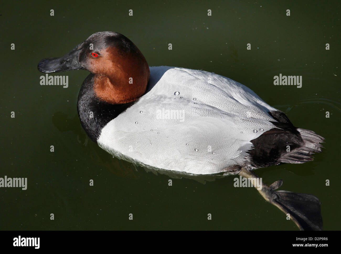 Canvasback duck male Ohio bird swim wetland marsh swamp sleep Stock ...