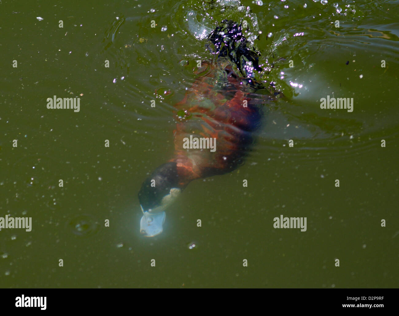 Ruddy duck hi-res stock photography and images - Alamy