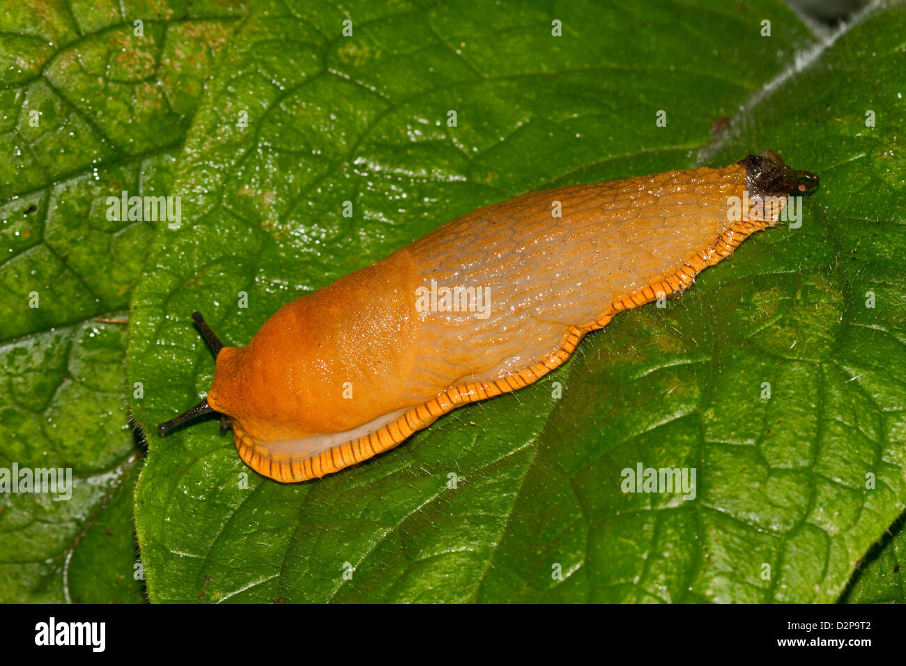 Orange Slug High Resolution Stock Photography and Images - Alamy