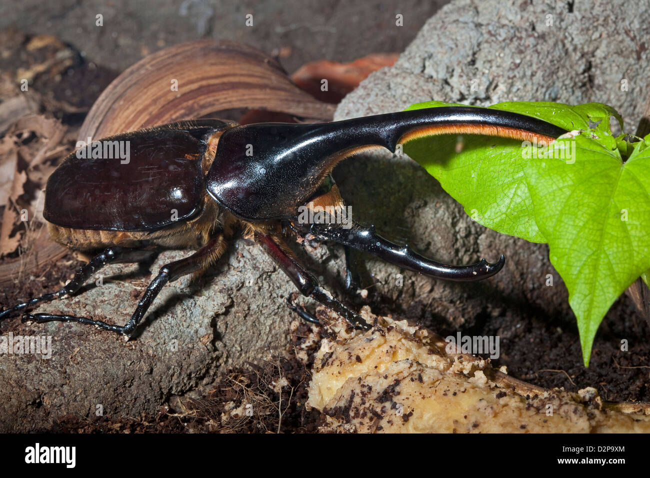 Male Hercules Beetle Stock Photo - Alamy