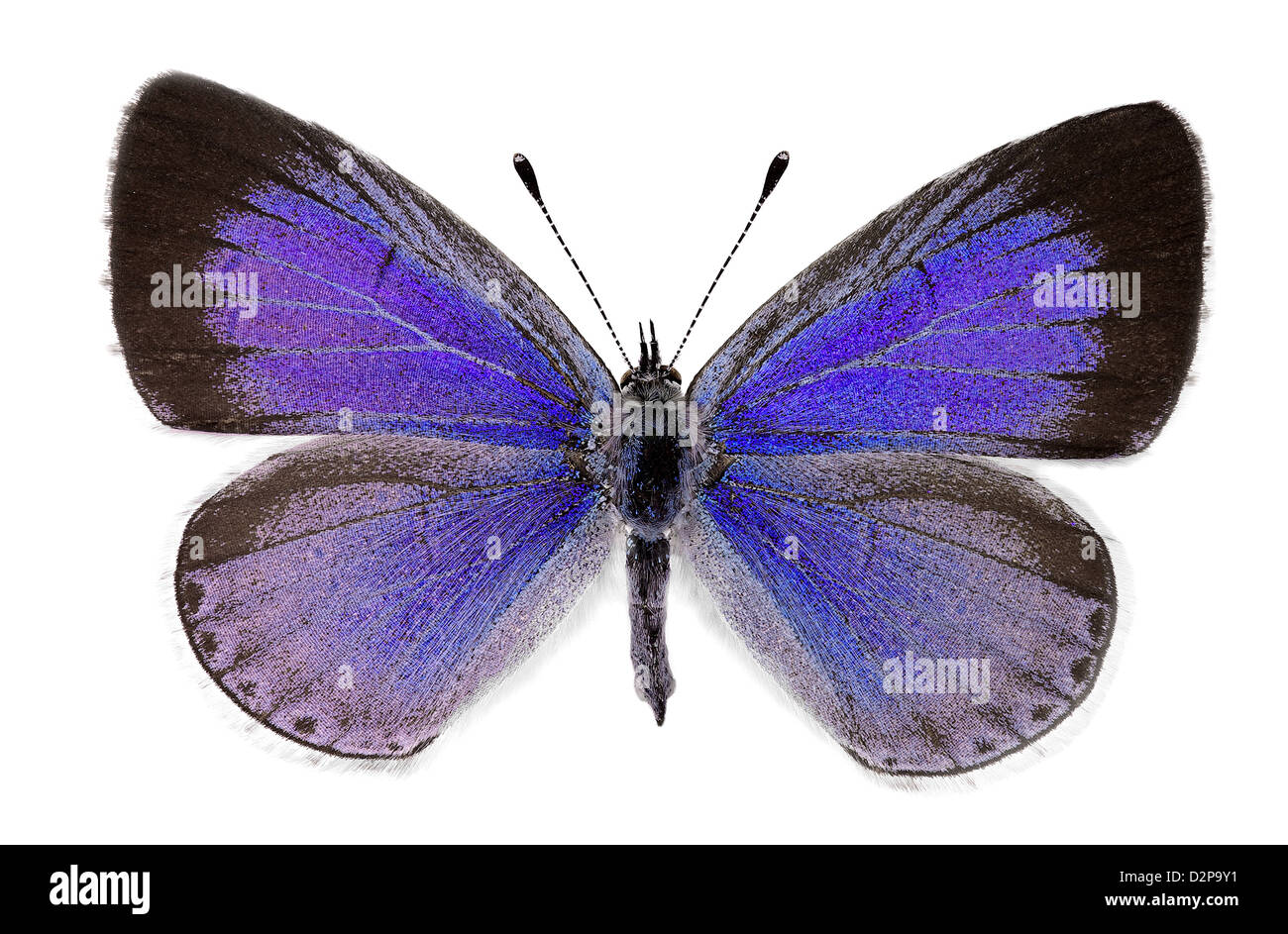 Female common blue Cut Out Stock Images & Pictures - Alamy