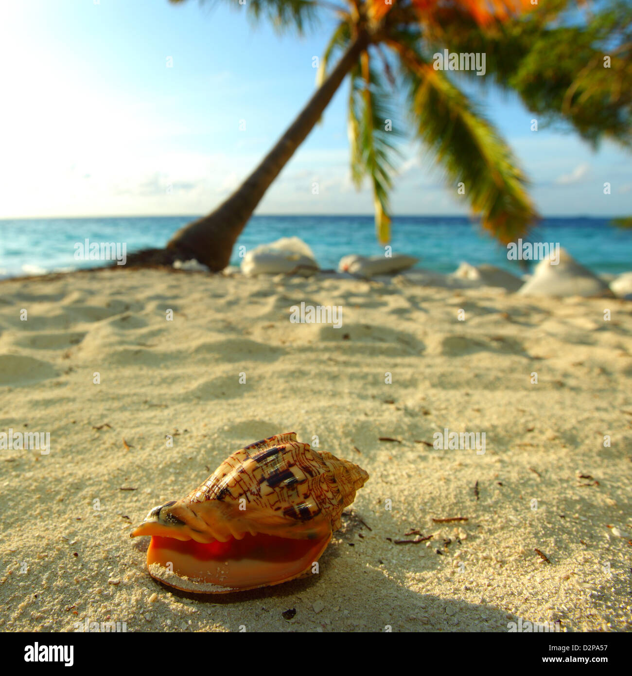 shell on sand under palm Stock Photo - Alamy