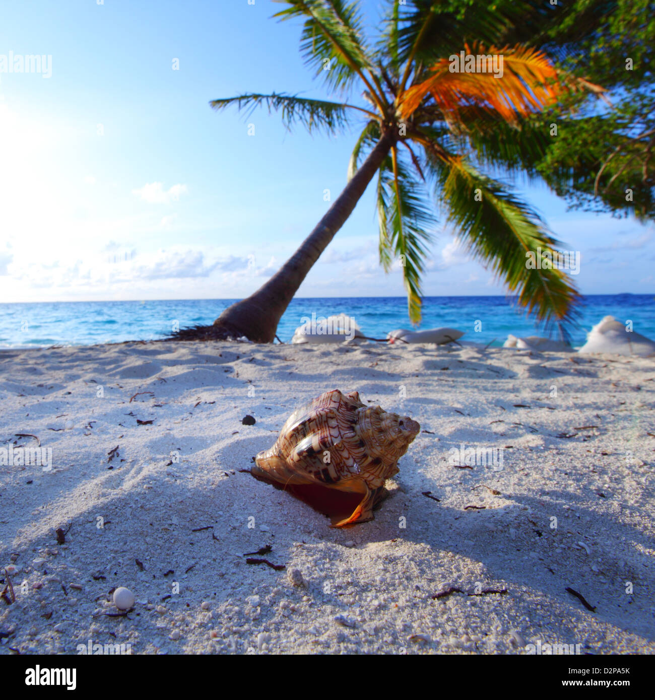 shell on sand under palm Stock Photo - Alamy