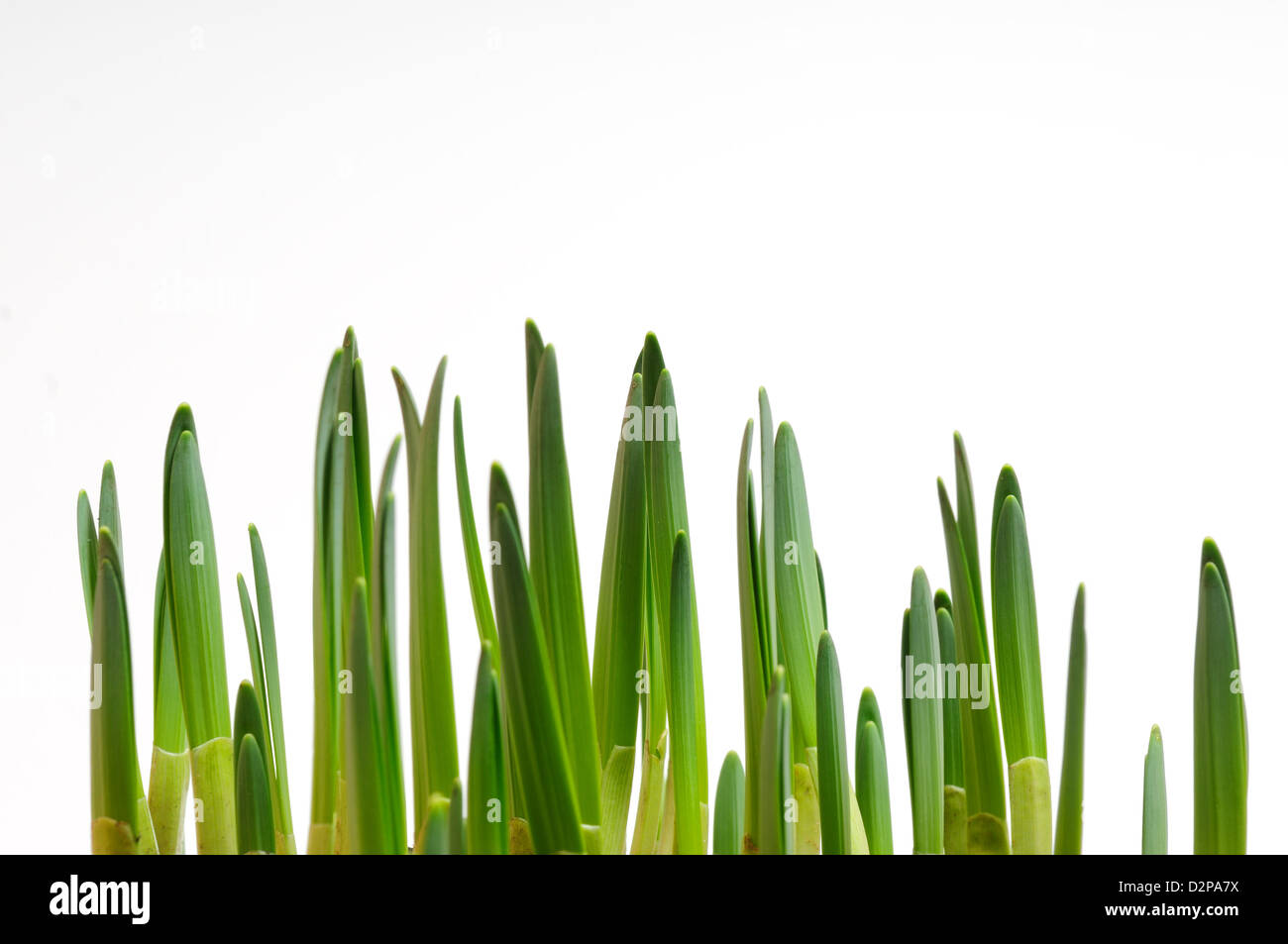 New Green Shoots In Spring Stock Photo - Alamy