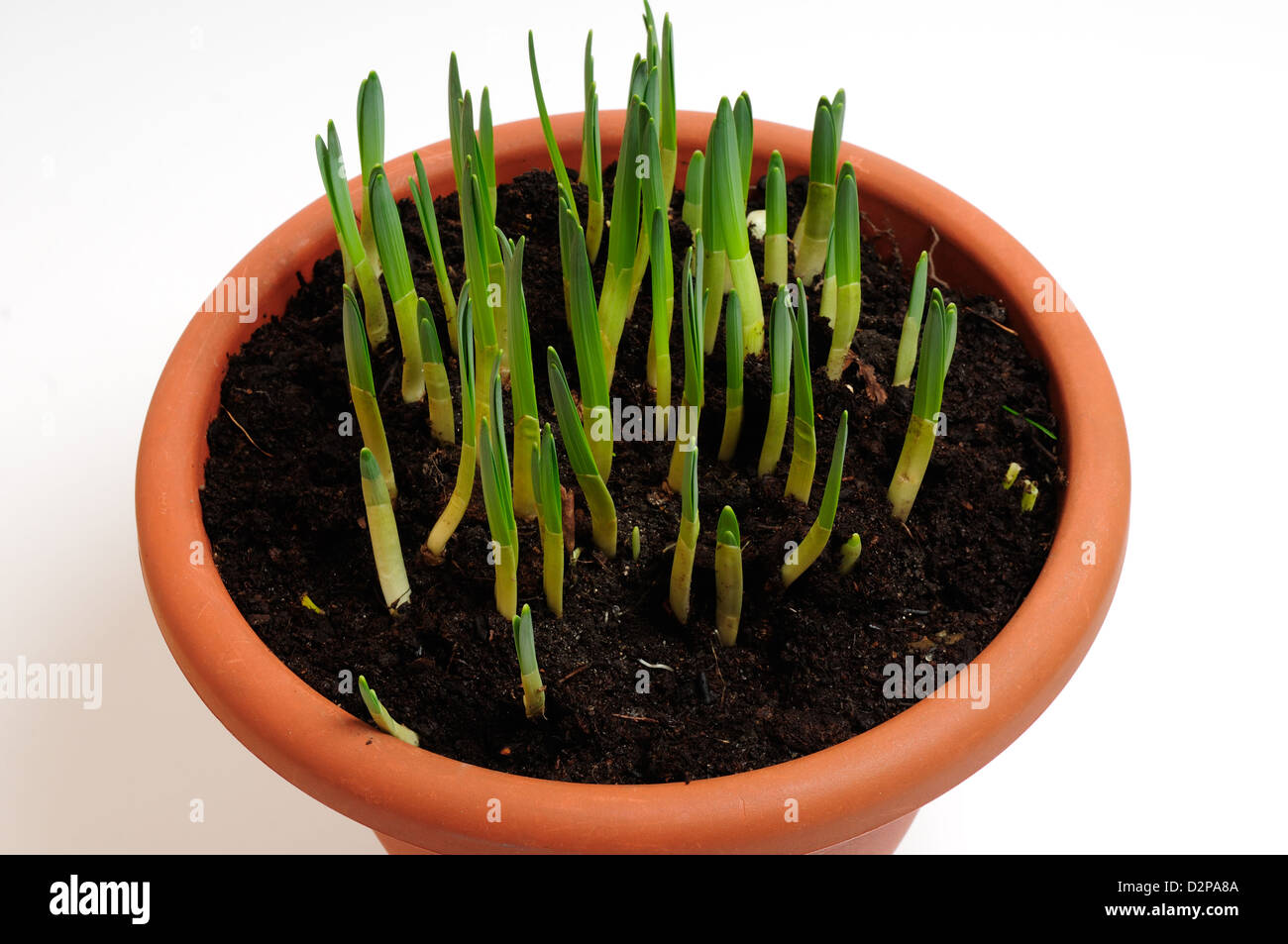 New Green Shoots In Spring Stock Photo - Alamy