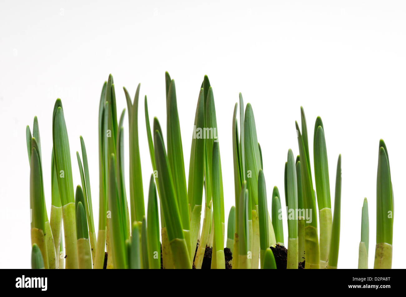 New Green Shoots In Spring Stock Photo - Alamy