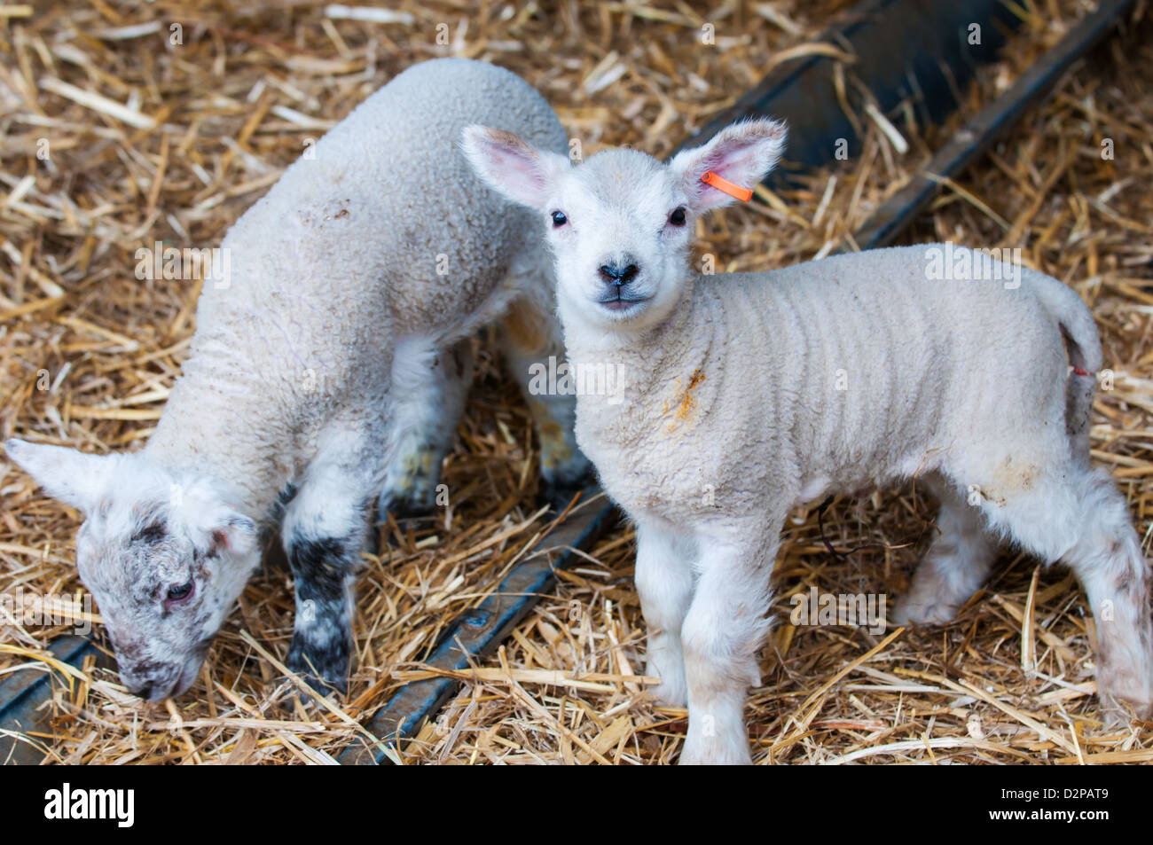 Cute young baby lambs animals sheep hi-res stock photography and images ...