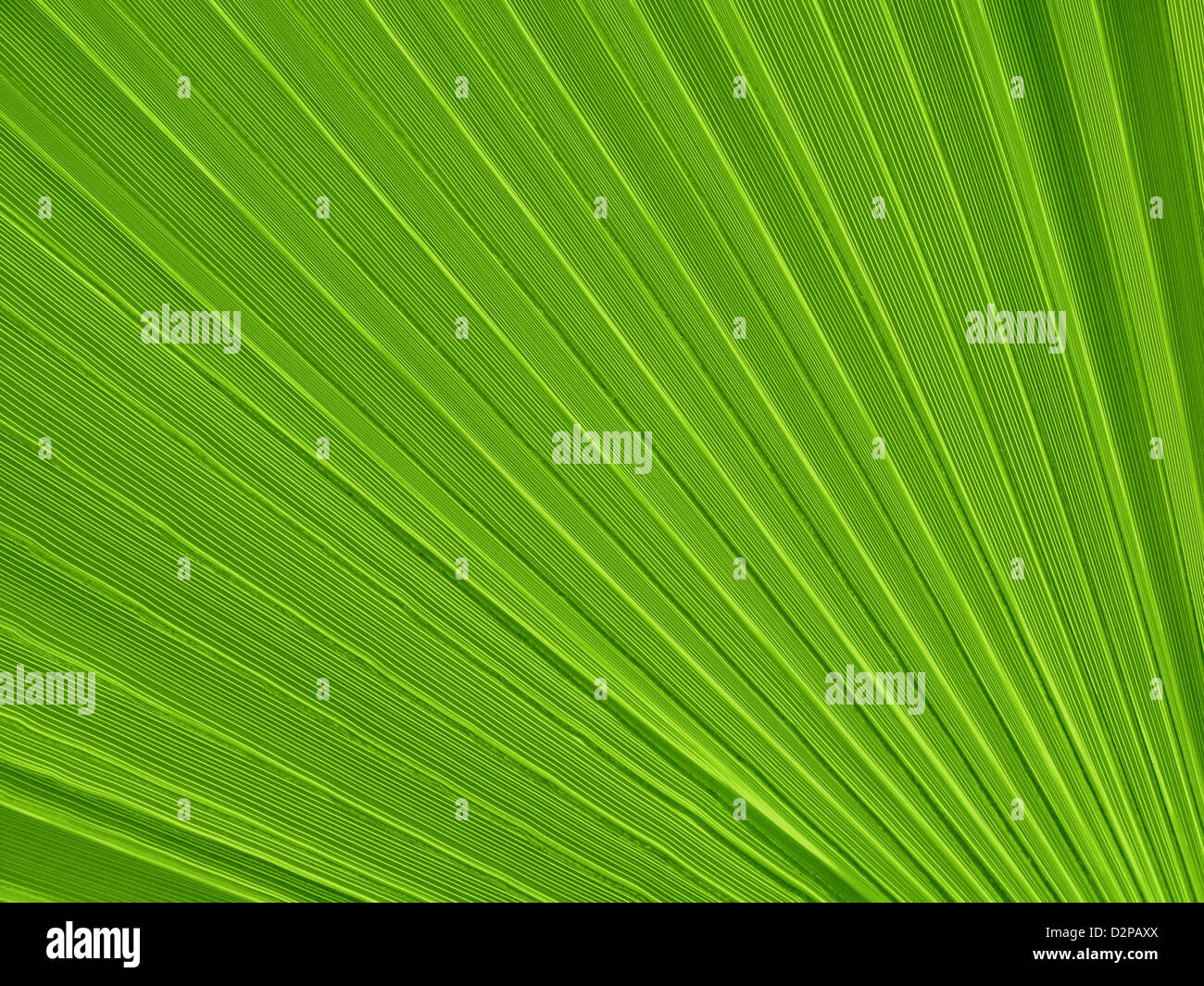 Tropical plant big leaf closeup texture Stock Photo - Alamy