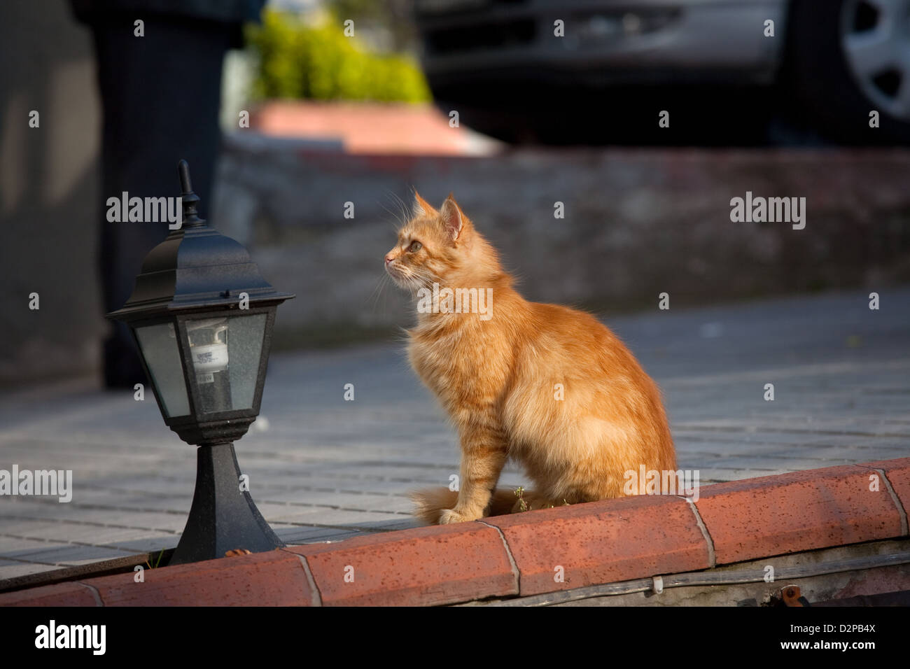 Istanbul cat hi-res stock photography and images - Alamy