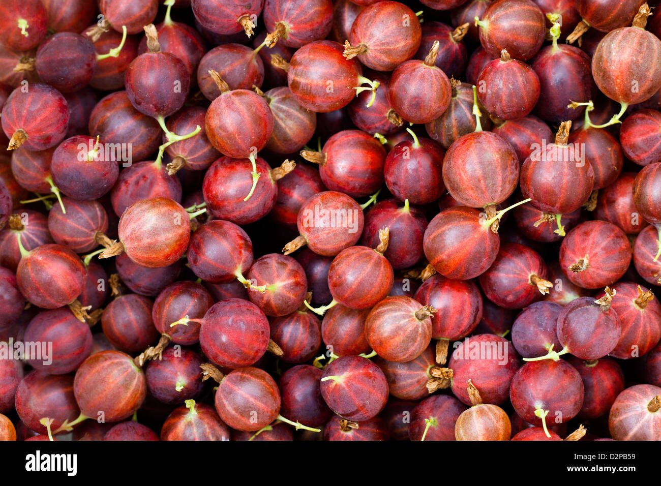 Red gooseberry fruit close hi-res stock photography and images - Alamy