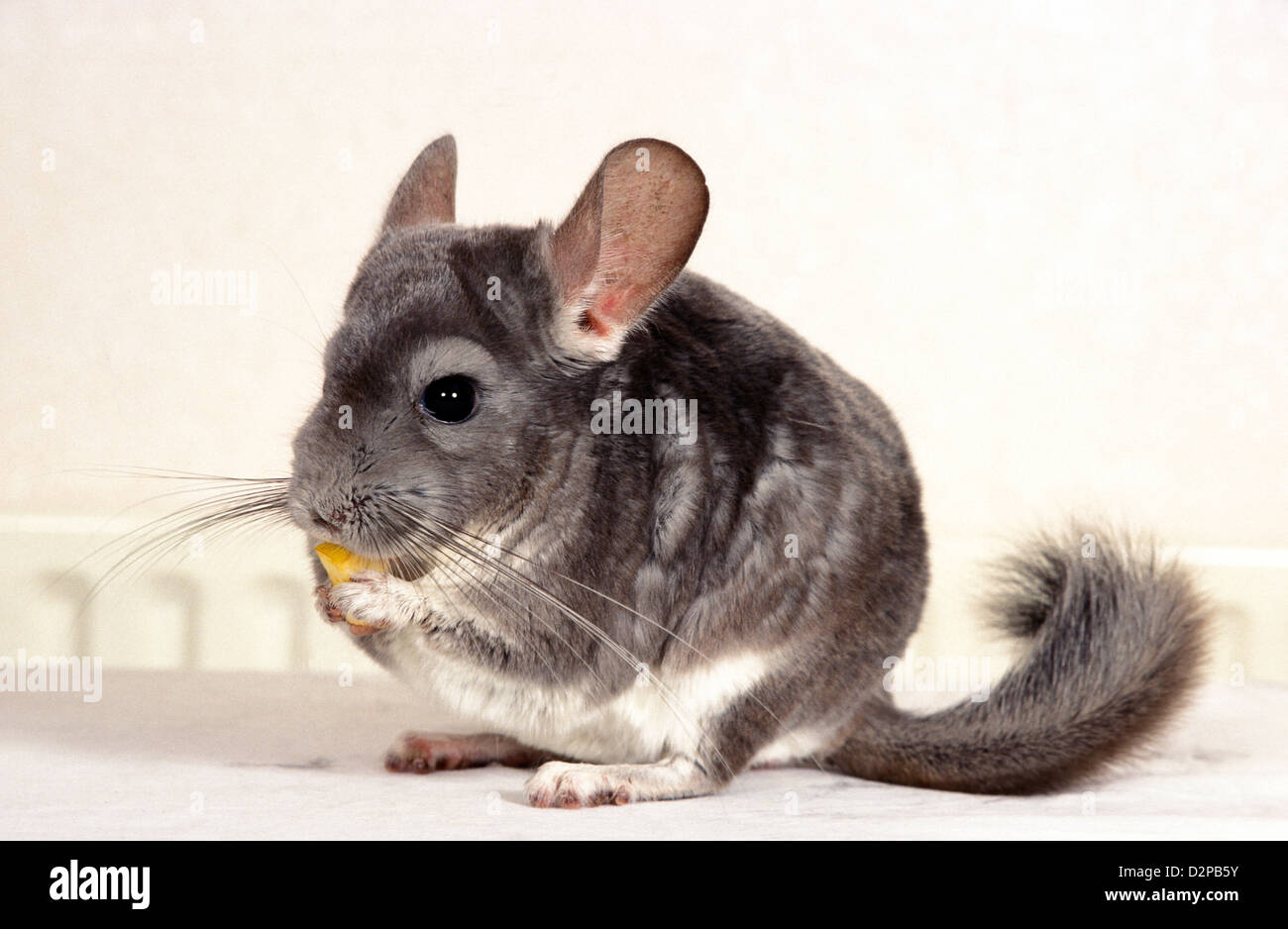 chinchilla nibbling piece of fruit Stock Photo - Alamy
