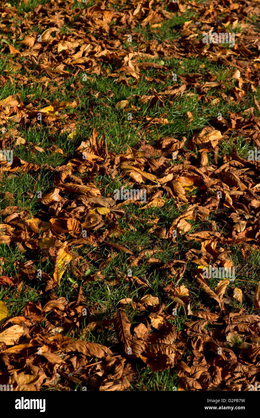 Fallen autumn leaves Stock Photo - Alamy